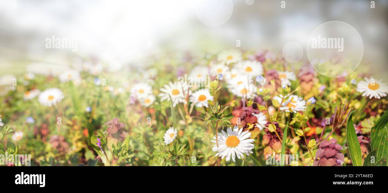 Sunny spring landscape with daisies in grass. Seasonal nature panorama ...