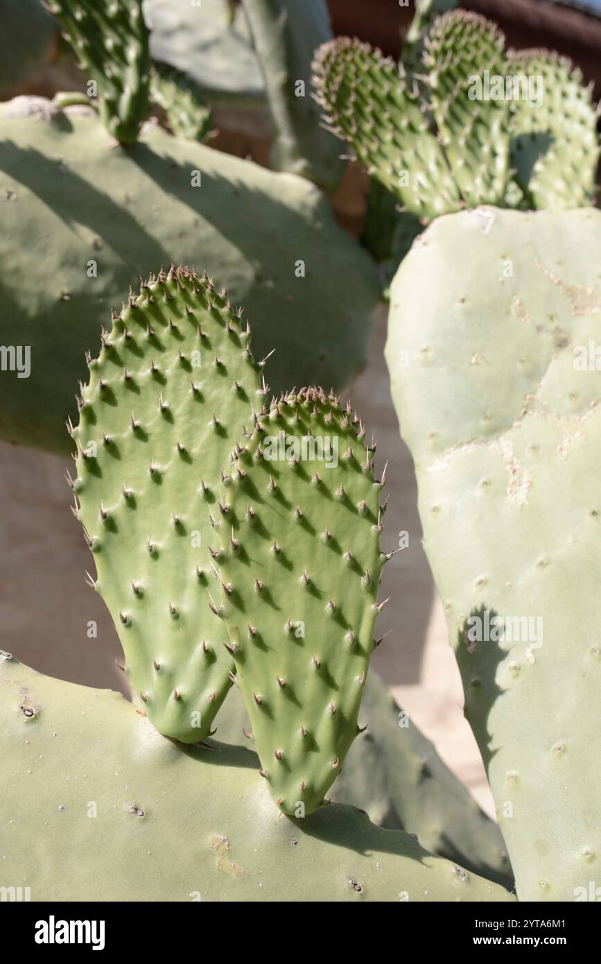 Vertical close-up of cactus plant in sunlight for a tropical natur ...