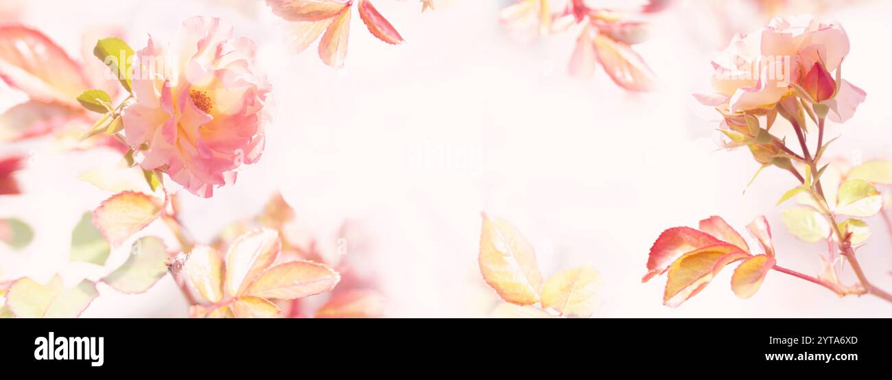 Bright pink rose blossoms. Tender floral background for wedding banners ...