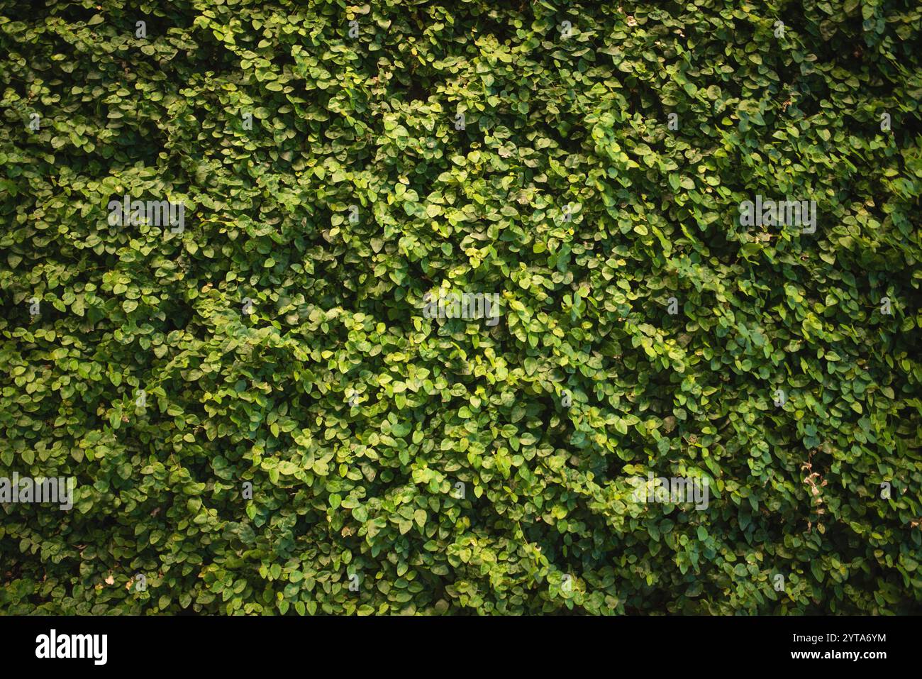 Natural vertical wall planting. Background for future-oriented urban ...