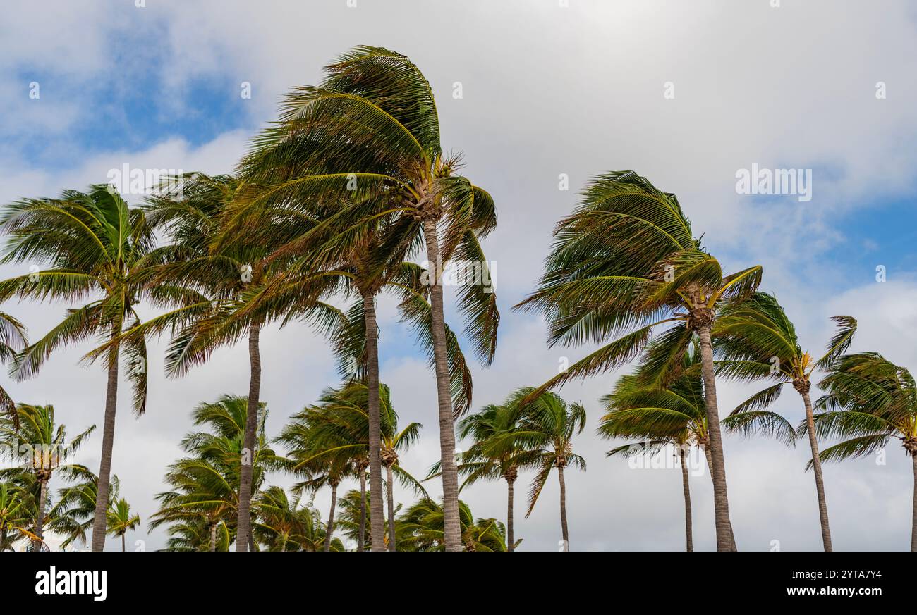 Hurricane in Miami south beach, Florida. Palm tree in hurricane weather ...