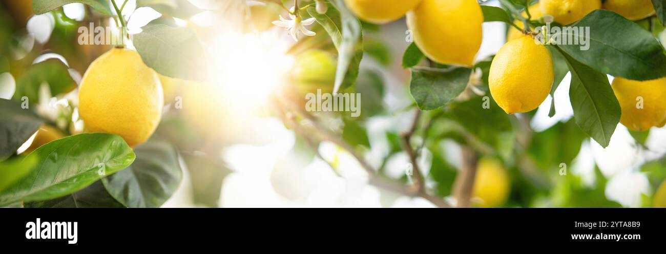 Ripe lemons on a tree in radiant sunshine. Horizontal close-up Stock ...