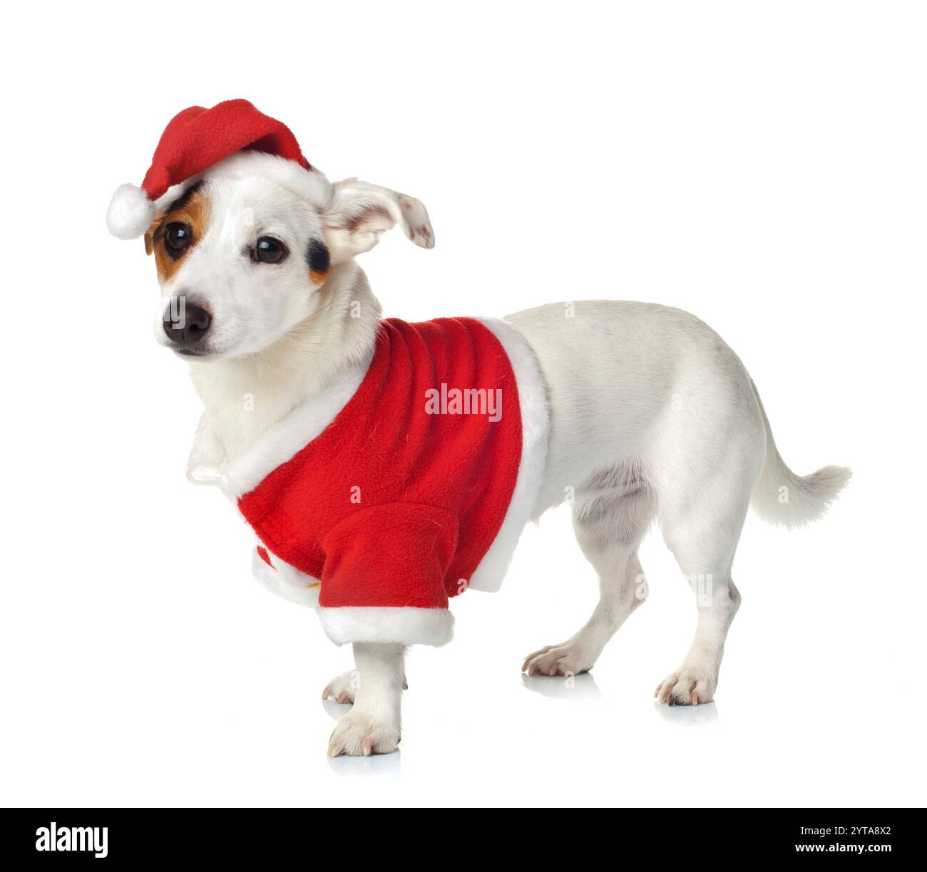 Funny jack russell wearing hi-res stock photography and images - Alamy