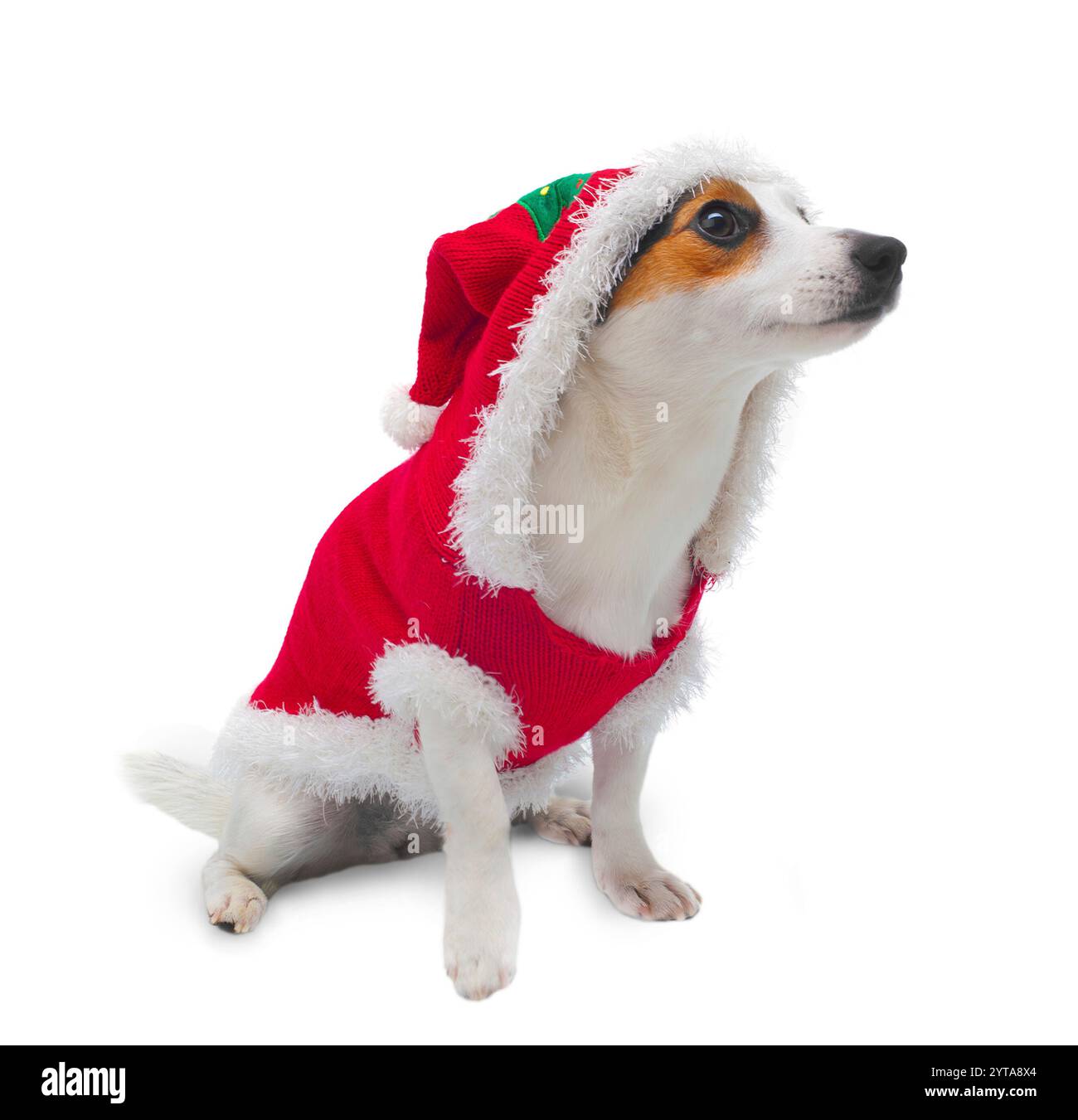Jack russell wearing santa Cut Out Stock Images & Pictures - Alamy