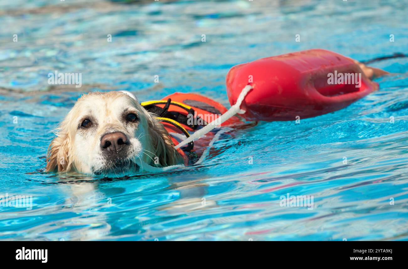 Lifeguard dog, rescue demonstration with the dogs in the pool Stock ...