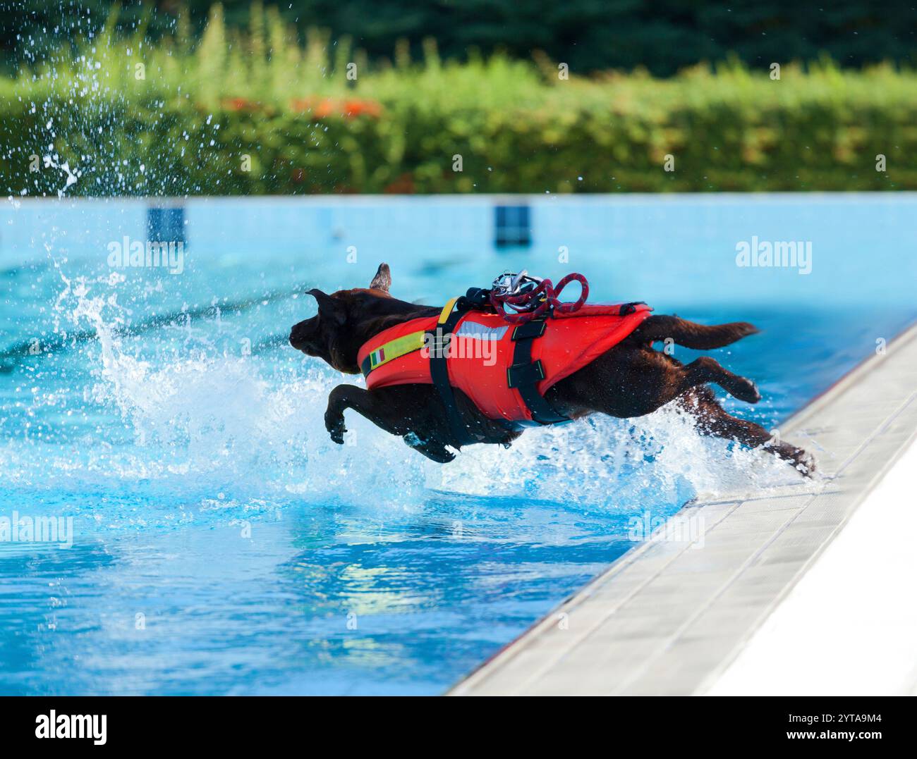 Lifeguard dog, rescue demonstration with the dogs in swimming pool ...