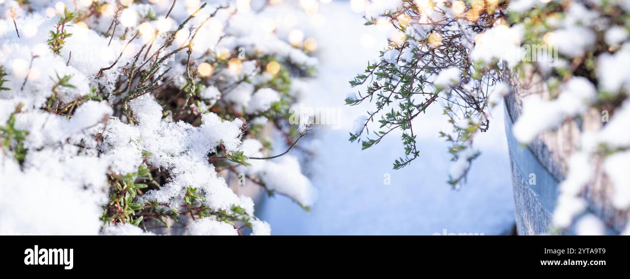 Green branches covered with snow. Horizontal winter background with ...