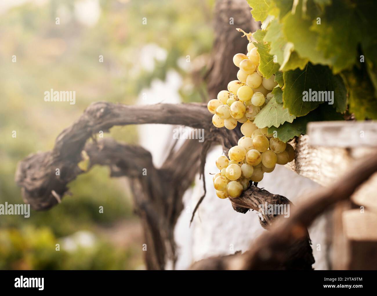 Bunch of white grapes in the vineyard in the Wine Museum of Thira ...