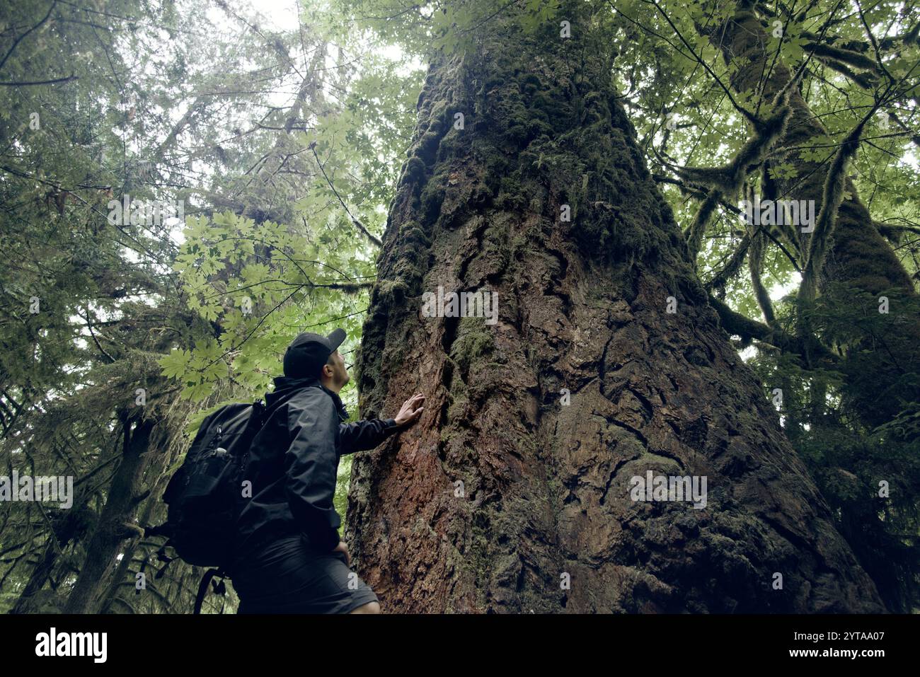 Temperate rainforest, Cathedral Grove, Vancouver Island. Canada Stock ...