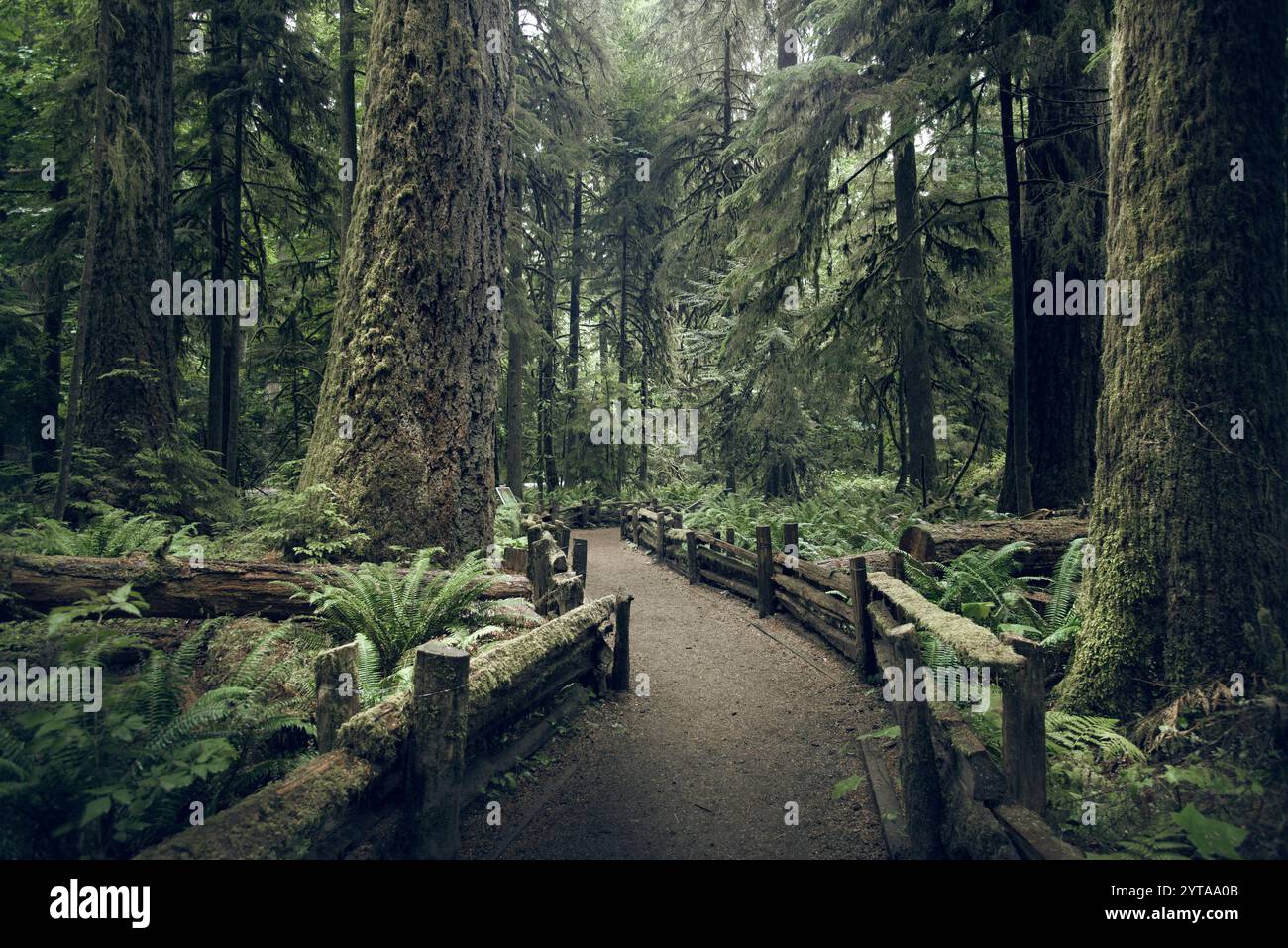 Temperate rainforest, Cathedral Grove, Vancouver Island. Canada Stock ...