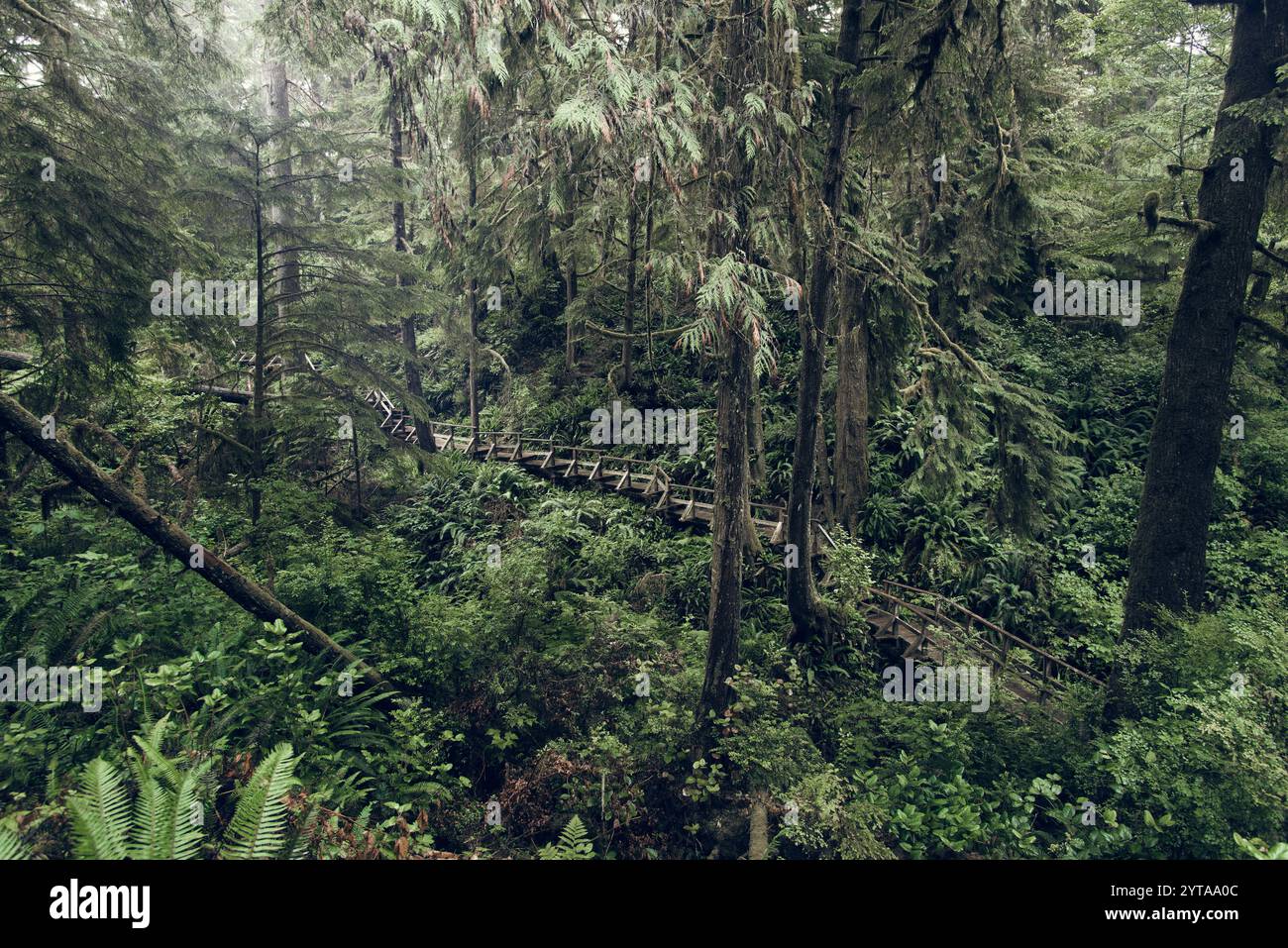 Temperate rainforest, Cathedral Grove, Vancouver Island. Canada Stock ...