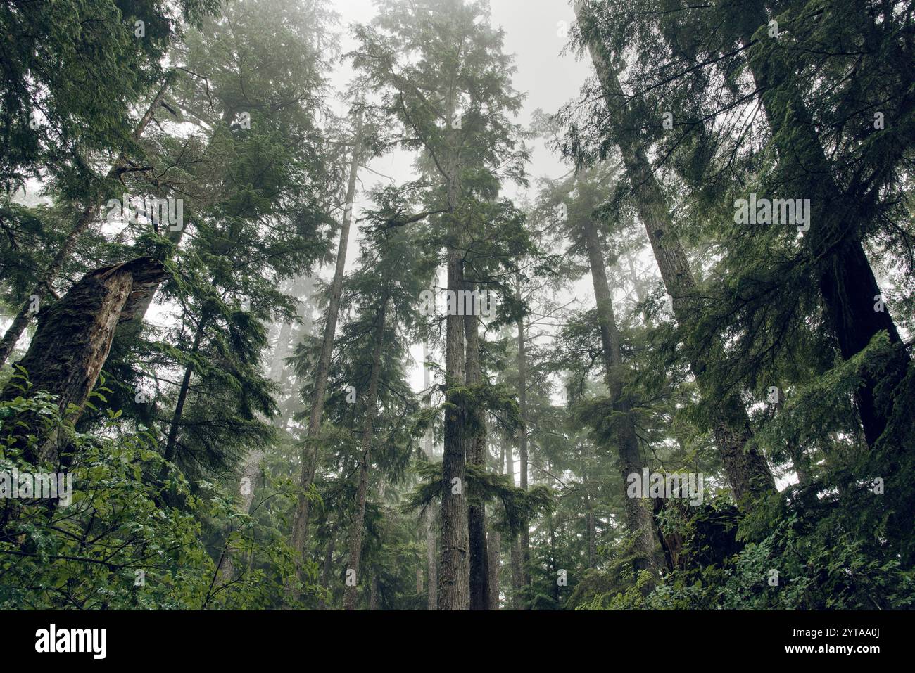 Temperate rainforest, Cathedral Grove, Vancouver Island. Canada Stock ...