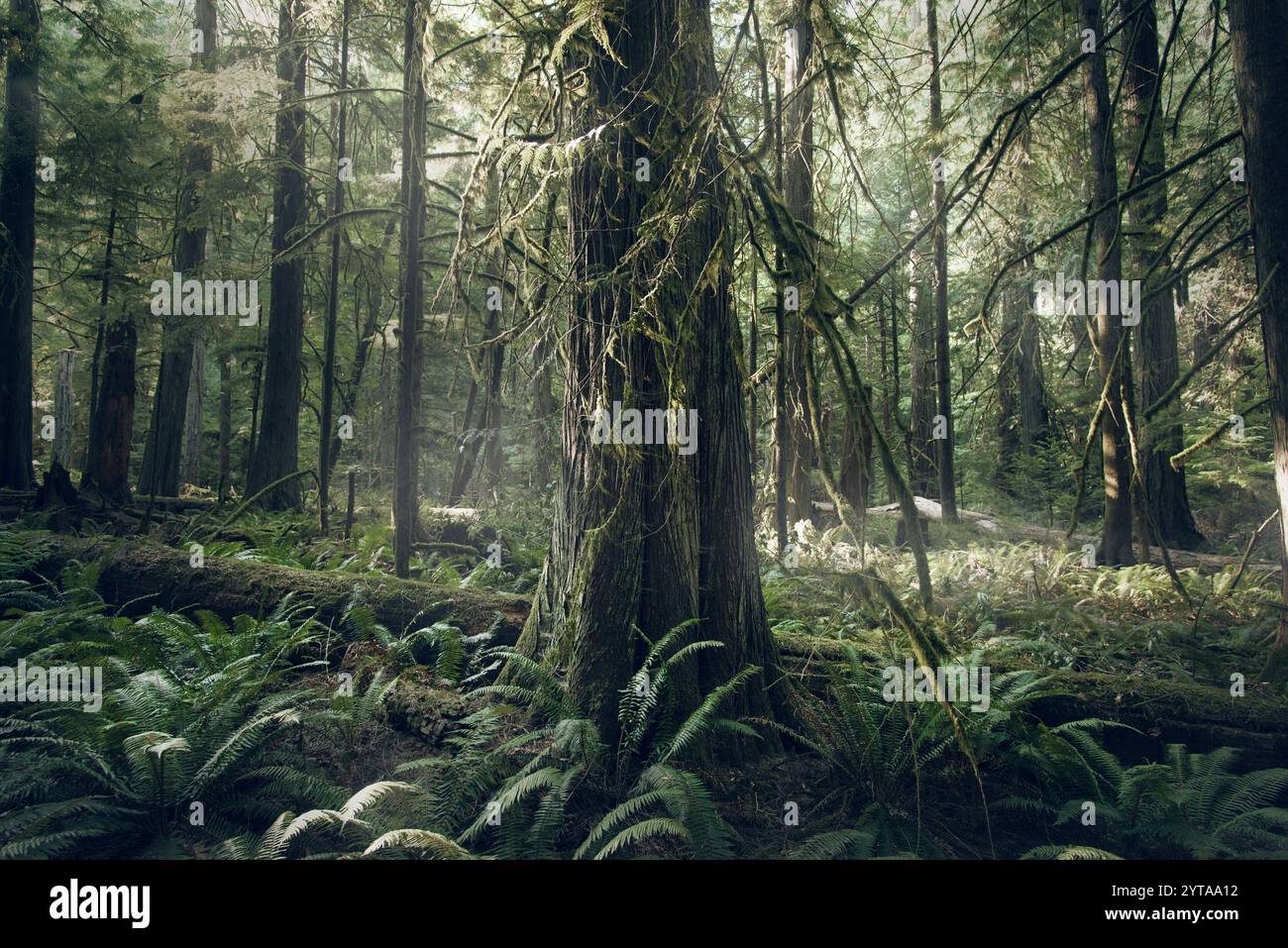 Temperate rainforest, Cathedral Grove, Vancouver Island. Canada Stock ...