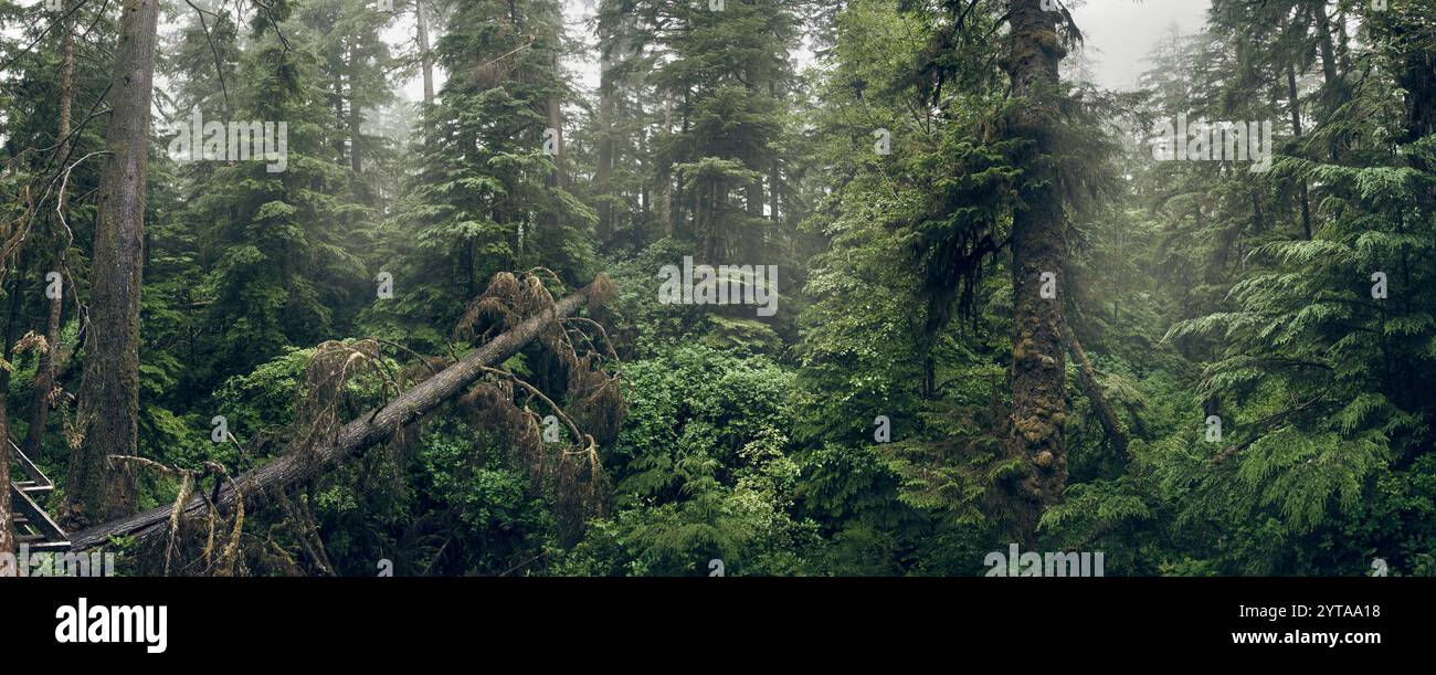 Temperate rainforest, Cathedral Grove, Vancouver Island. Canada Stock ...