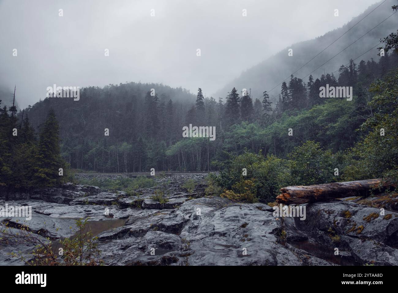 Temperate rainforest on Vancouver Island, Canada Stock Photo - Alamy