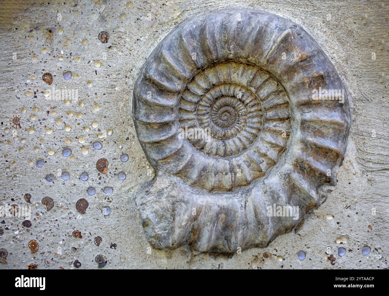 Snail-shaped fossil, ammonite Stock Photo - Alamy
