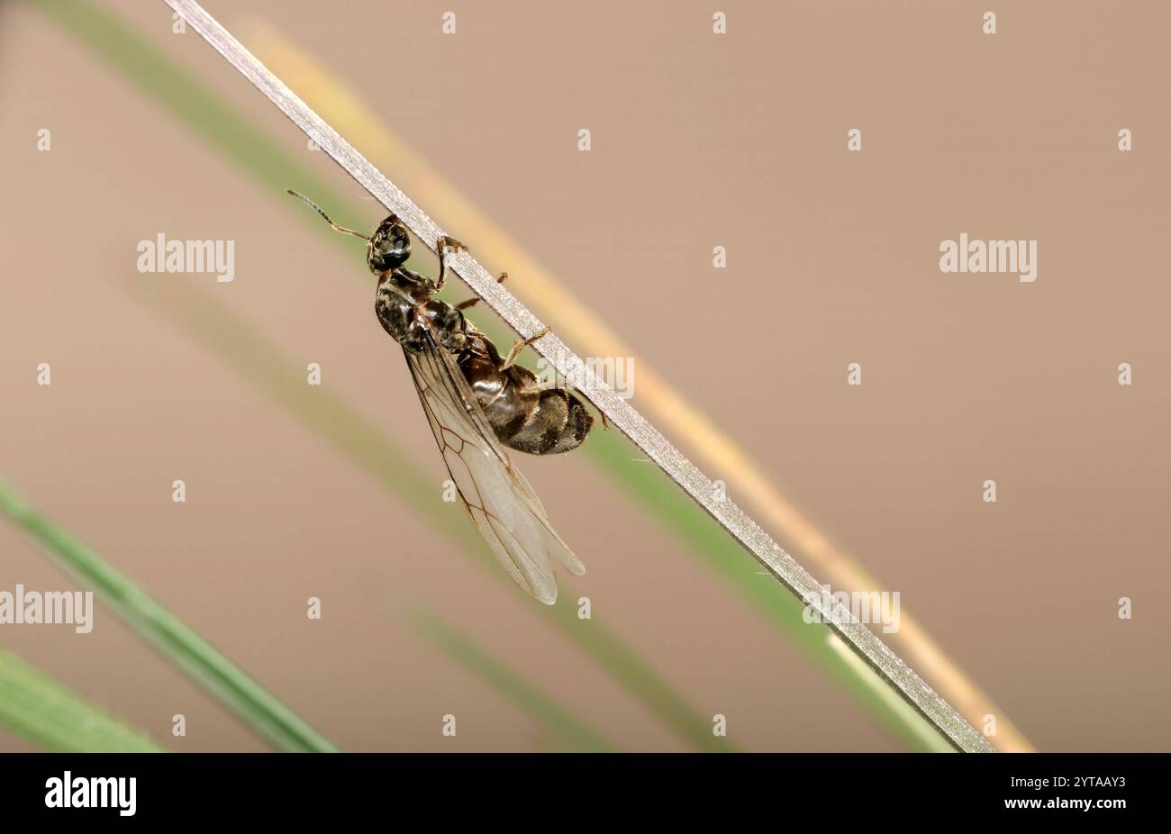 Female winged wood ant after hatching (Formica species), Valais ...