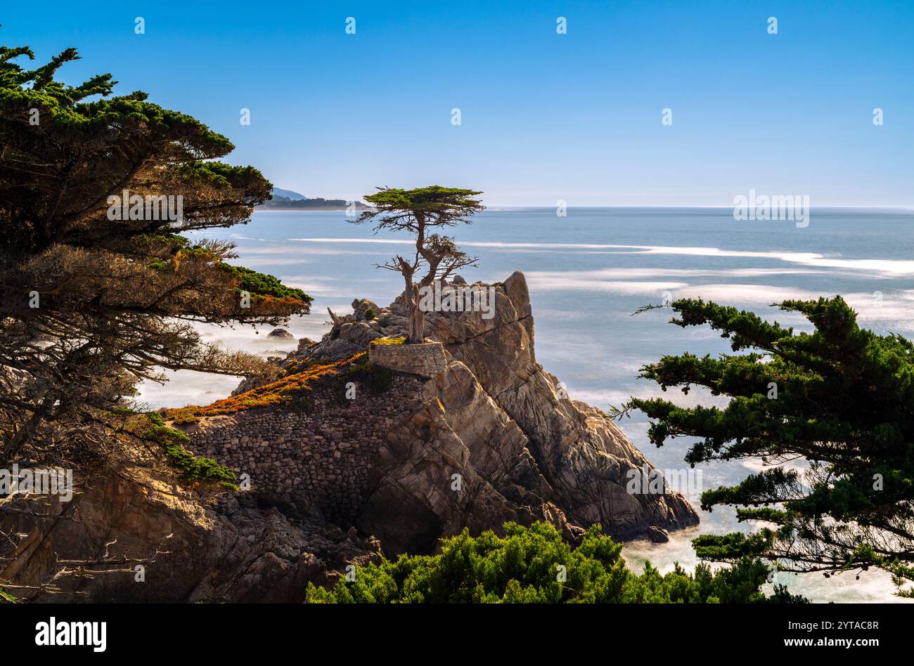 The iconic Lone Cypress at Pebble Beach, California, standing ...
