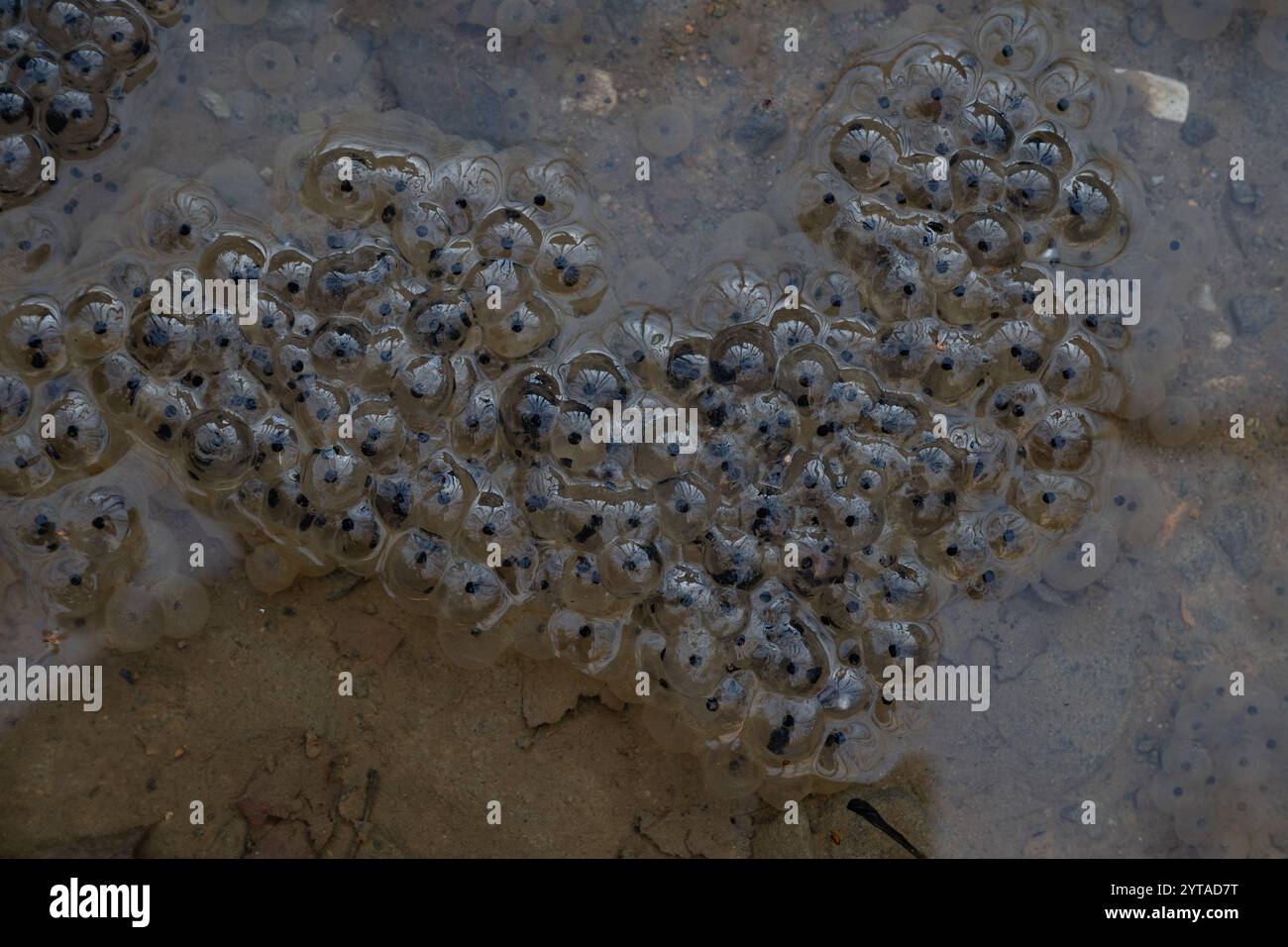 Looking Down On Frog Eggs In Shallow Puddle on the Noland Creek Trail ...