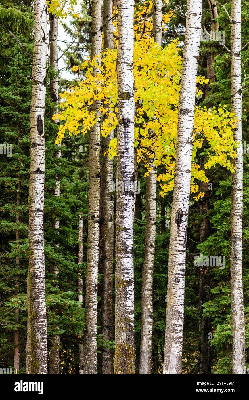 A row of trees with a single yellow leaf in the middle. The trees are ...