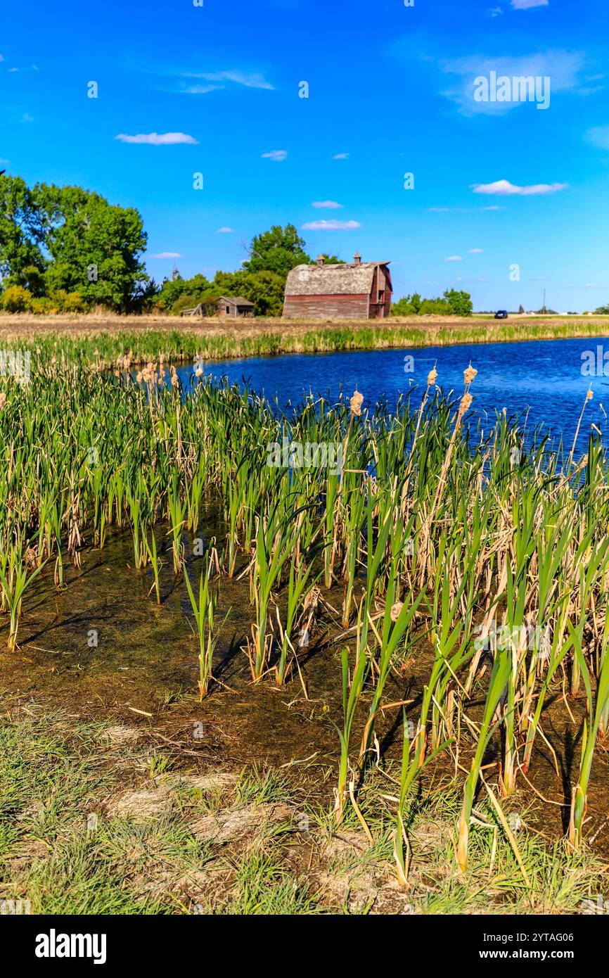 Pond grass nature reflection reeds hi-res stock photography and images ...