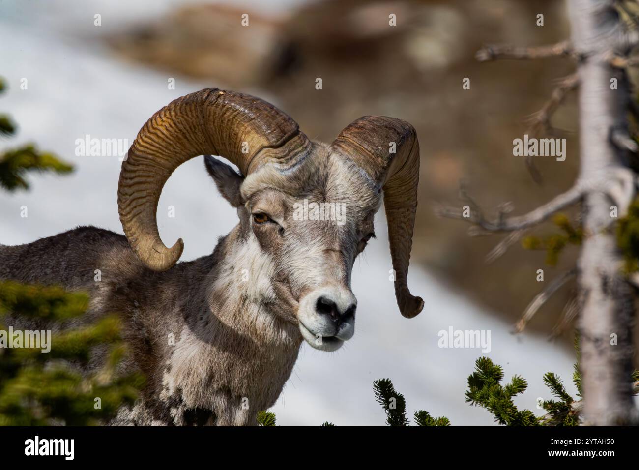 The Majestic Animals Found in Glacier National Park in the United ...