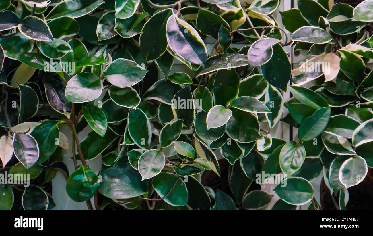 Hoya crimson princess variegated Hoya Carnosa indoor houseplant with ...