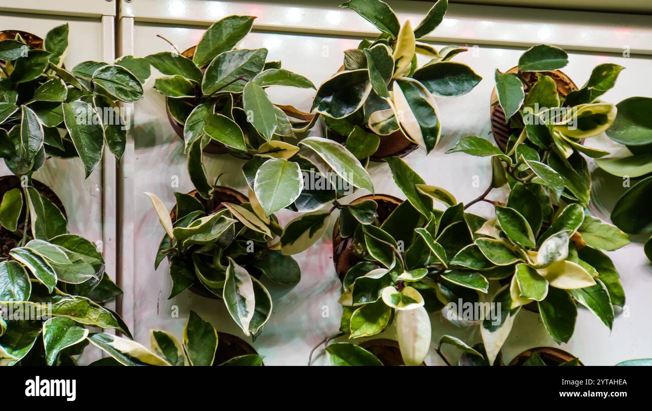 Hoya crimson princess variegated Hoya Carnosa indoor houseplant with ...