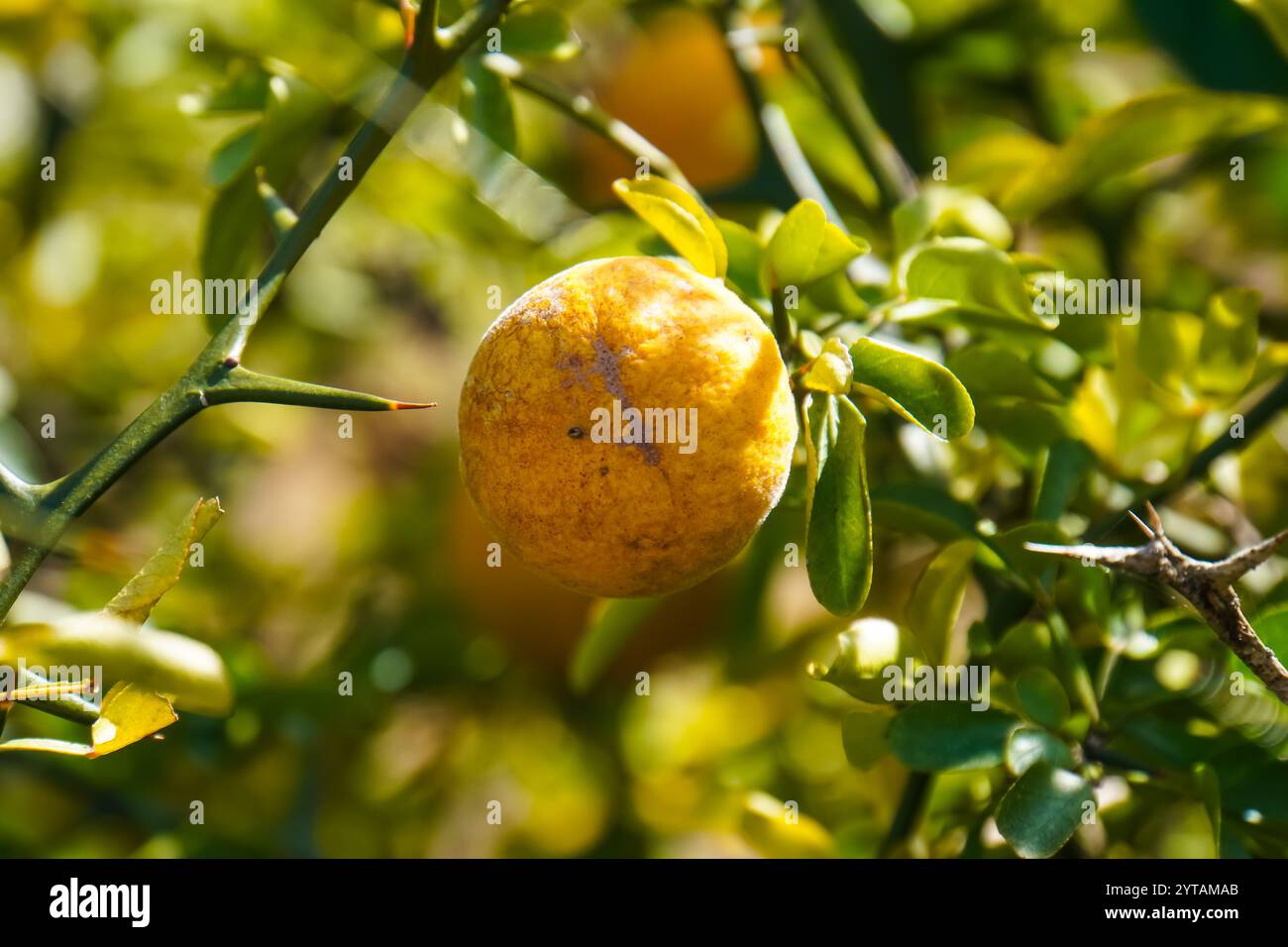 A single orange hangs from its tree Stock Photo - Alamy