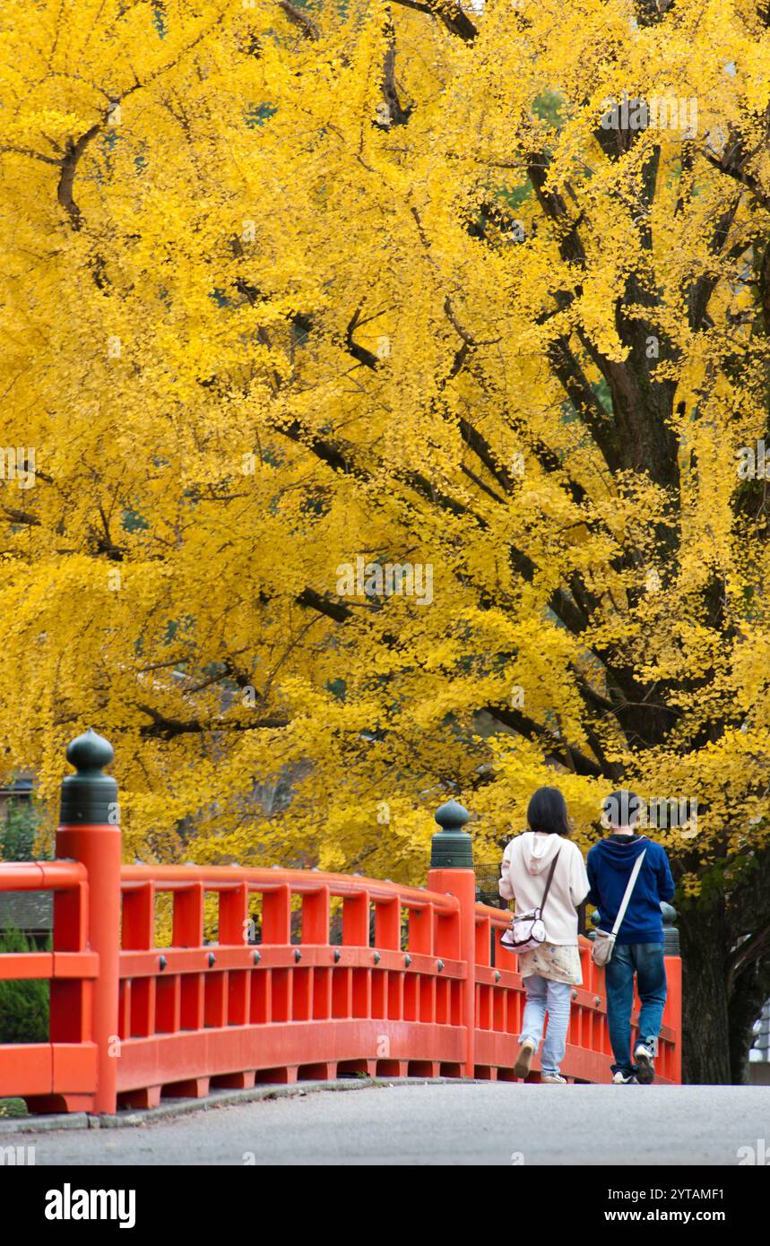 A couple crossing the Miryu Bridge in Uji, Kyoto while passing a ginkgo ...