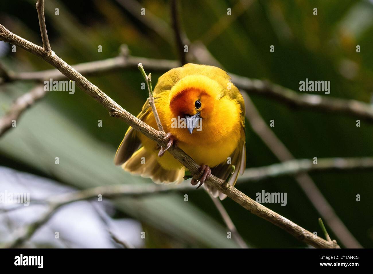 Mango tree tanzania africa hi-res stock photography and images - Alamy