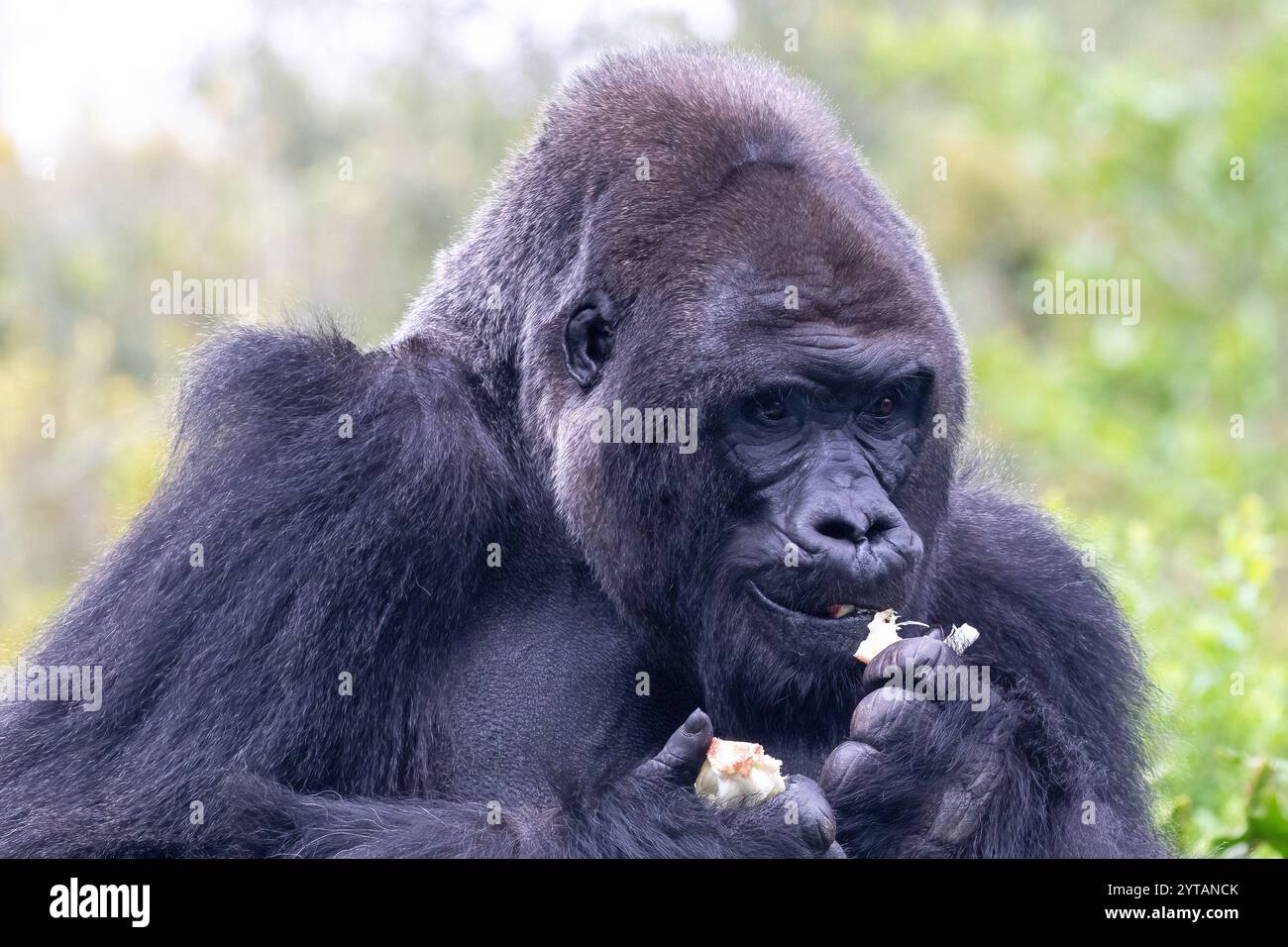 Western Lowland Gorilla (Gorilla gorilla gorilla) eating holding a ...