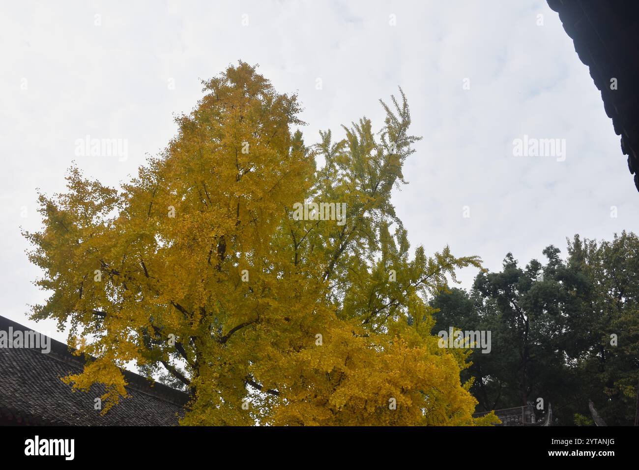Ginkgo tree china temple hi-res stock photography and images - Alamy