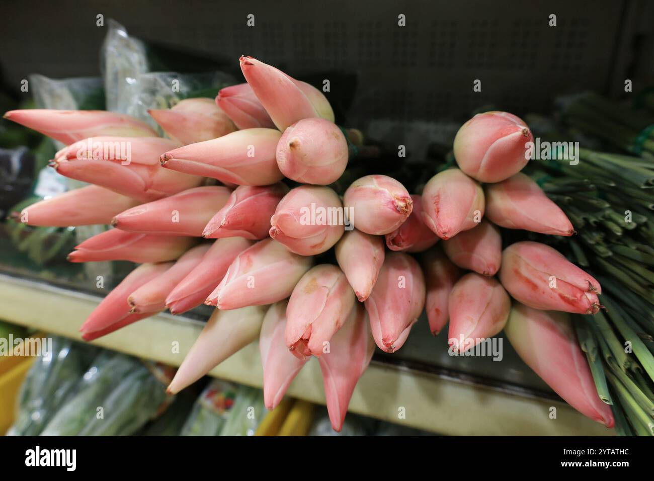 Kecombrang Flowers Etlingera elatior, Known as Bunga Kantan Torch ...