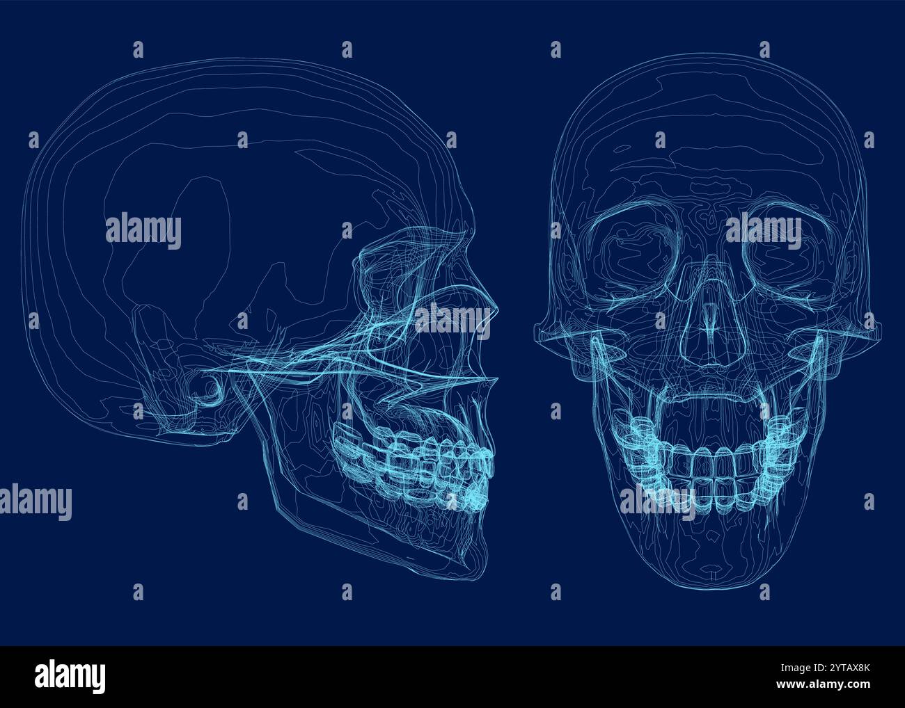 Blue skull with line on abstract background. Wireframe space low poly ...
