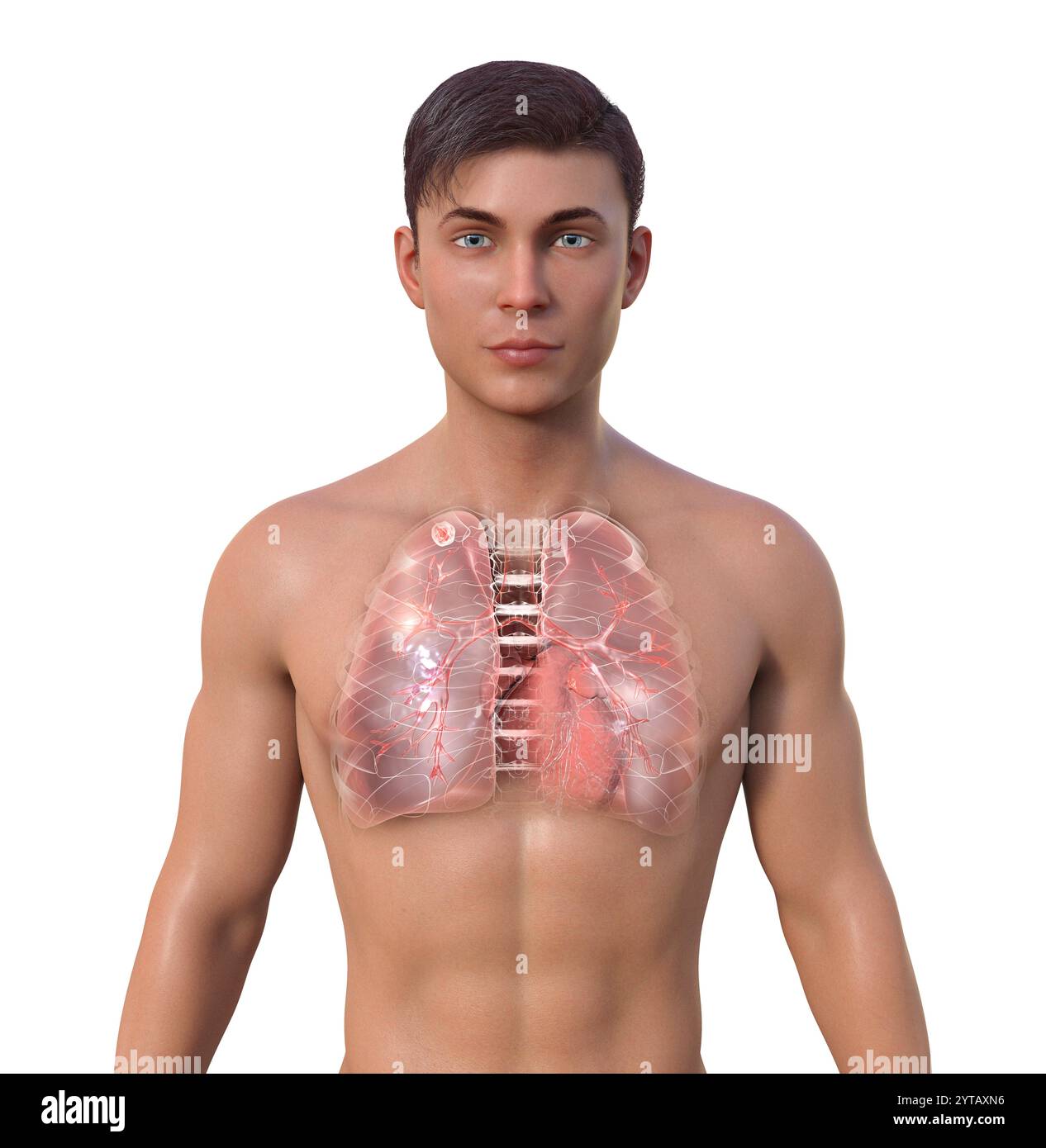 Computer illustration of a man with transparent skin revealing the ...