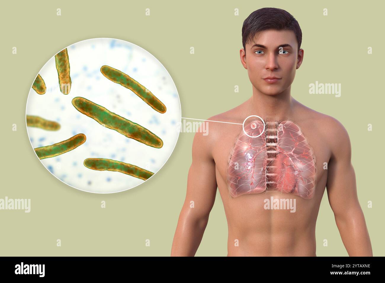 Computer illustration of a man with transparent skin revealing the ...