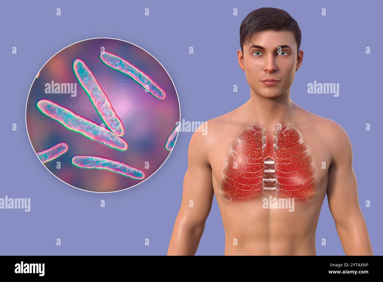 Computer illustration of a man with transparent skin, revealing the ...