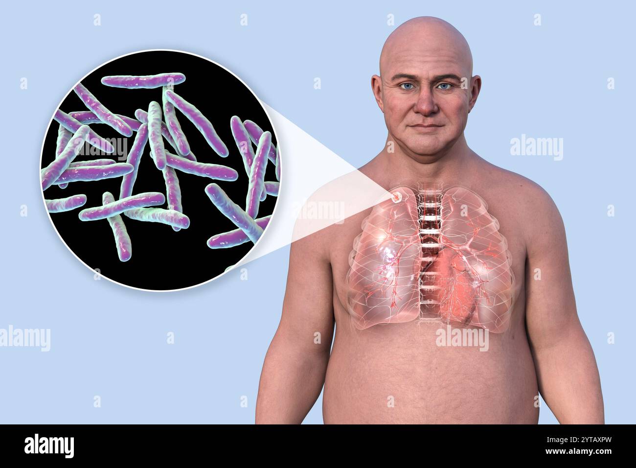 Computer illustration of a man with transparent skin revealing the ...