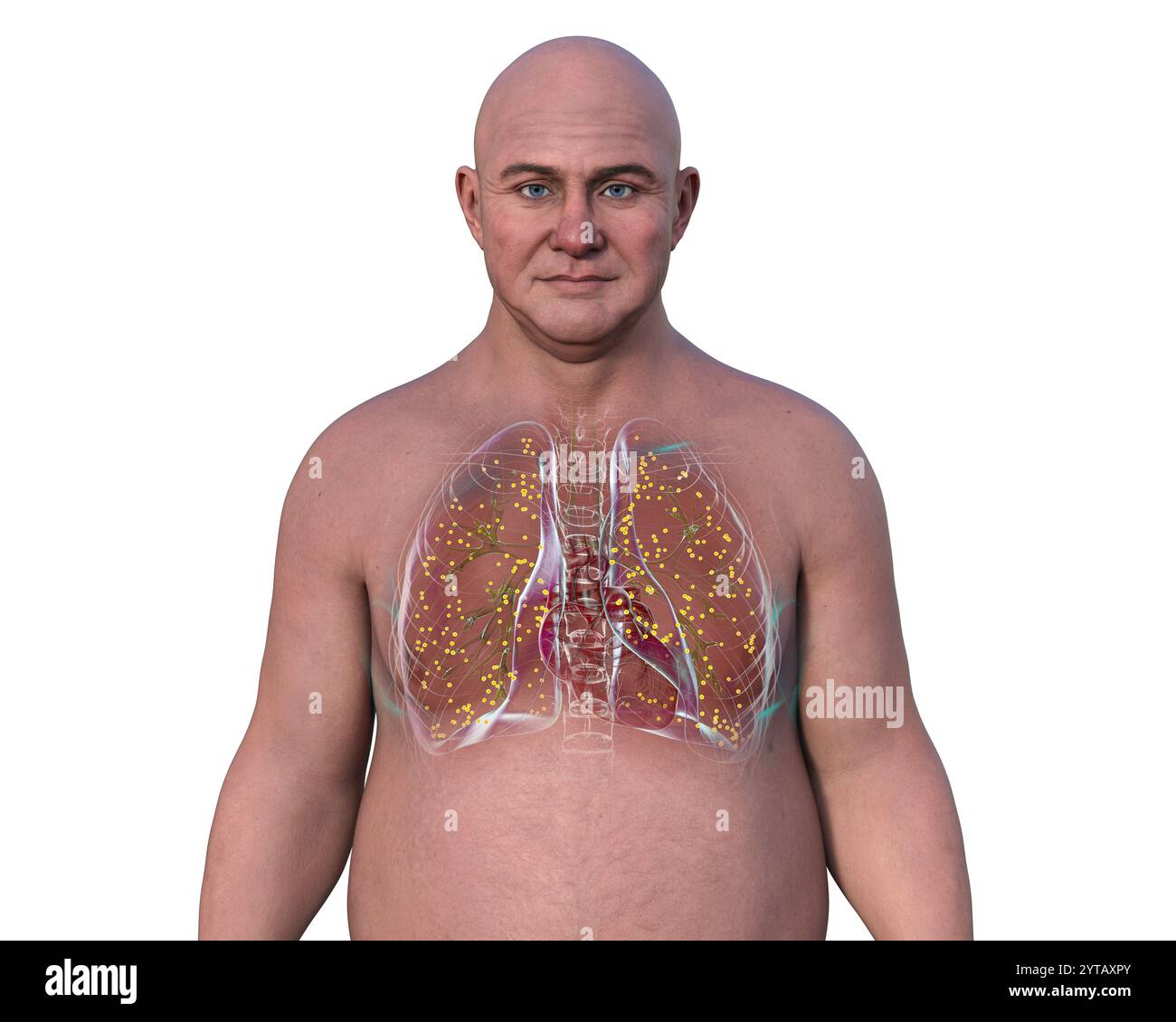 Computer illustration of a man with transparent skin, revealing the ...