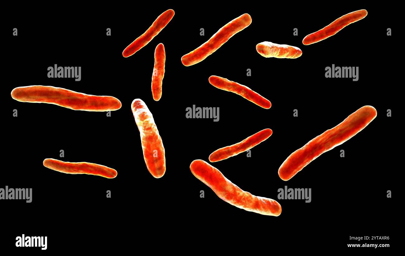 Computer illustration of Mycobacterium tuberculosis, the bacteria ...
