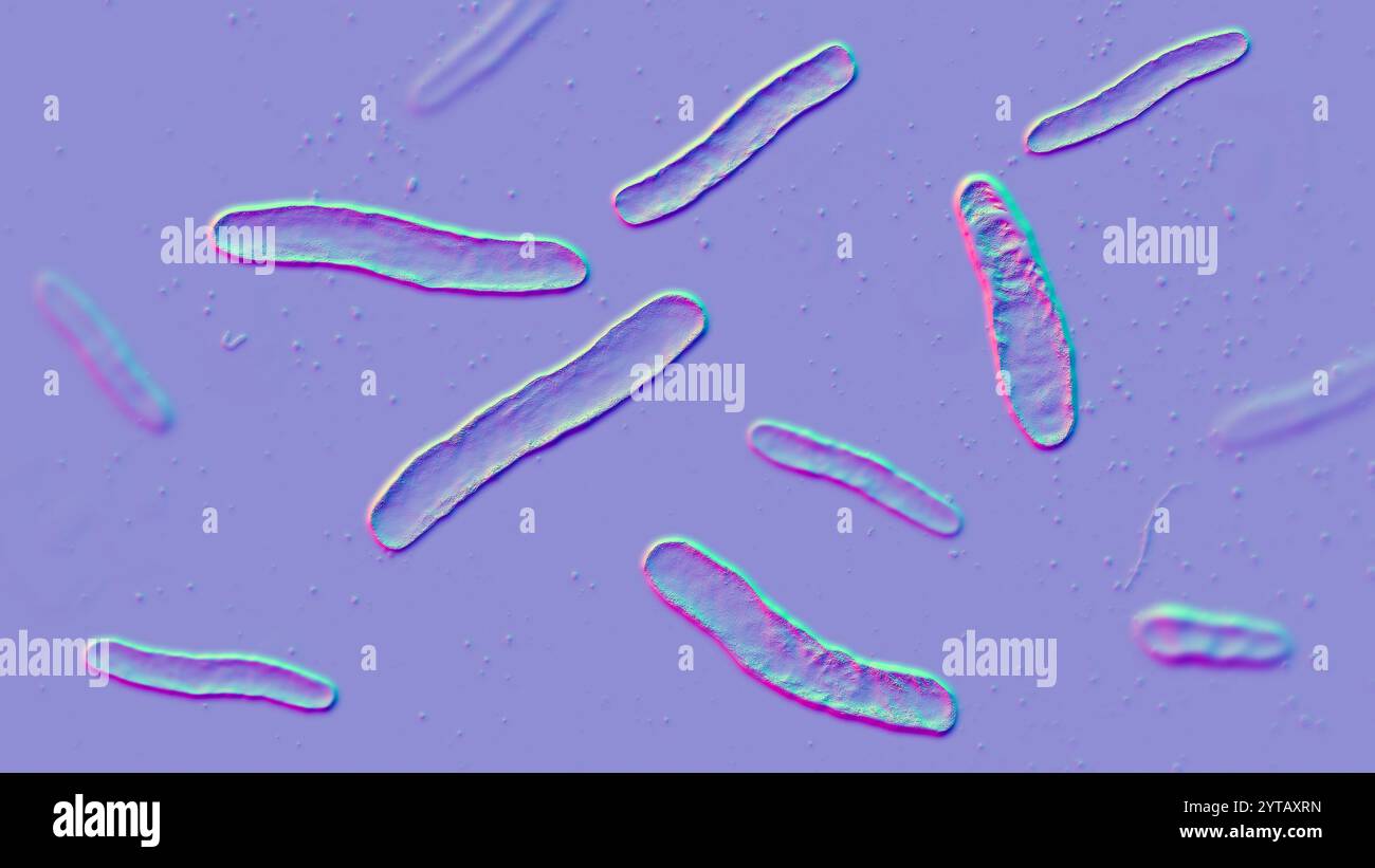 Computer illustration of Mycobacterium tuberculosis, the bacteria ...