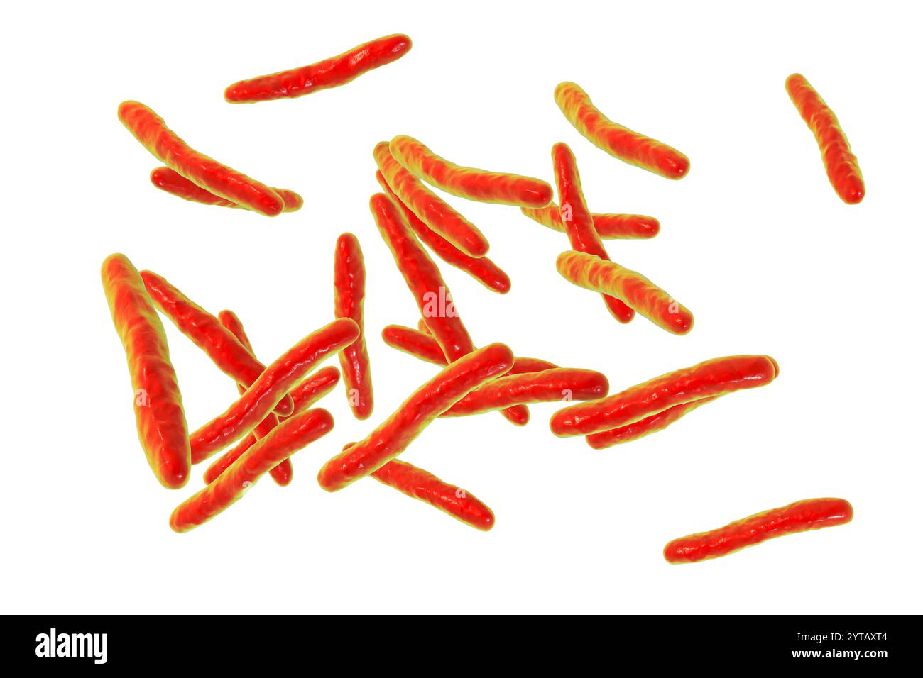 Computer illustration of Mycobacterium tuberculosis, the bacteria ...