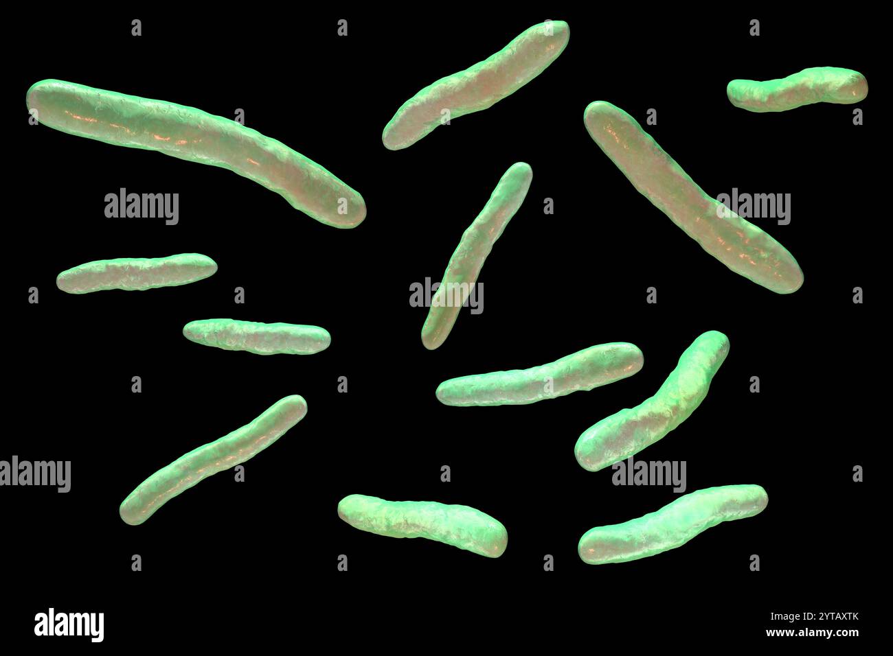 Computer illustration of Mycobacterium tuberculosis, the bacteria ...