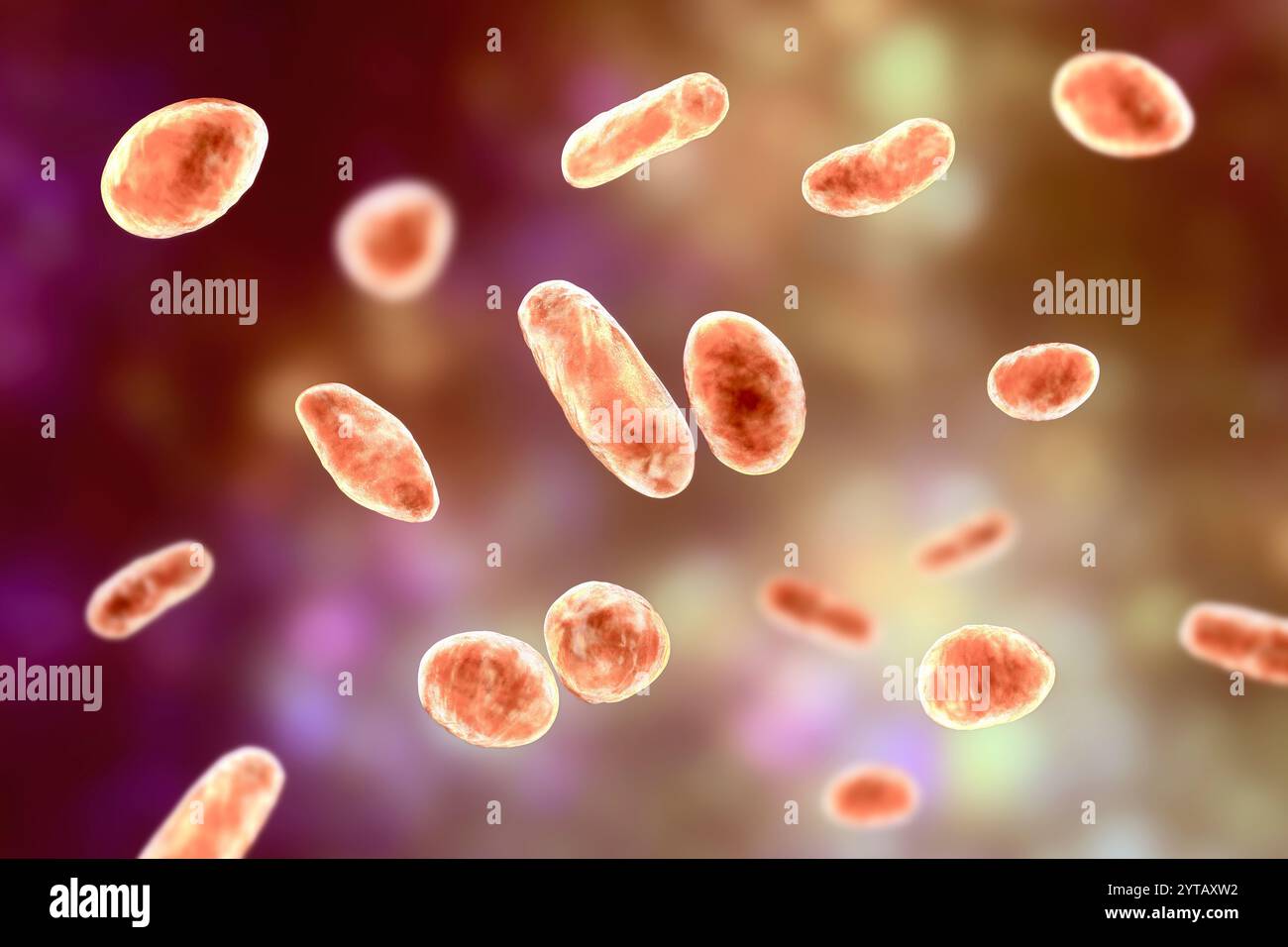 Rothia dentocariosa bacteria hi-res stock photography and images - Alamy