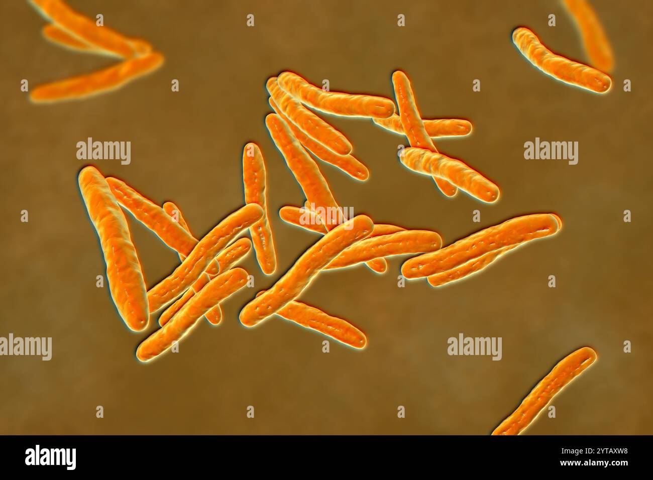 Computer illustration of Mycobacterium tuberculosis, the bacteria ...