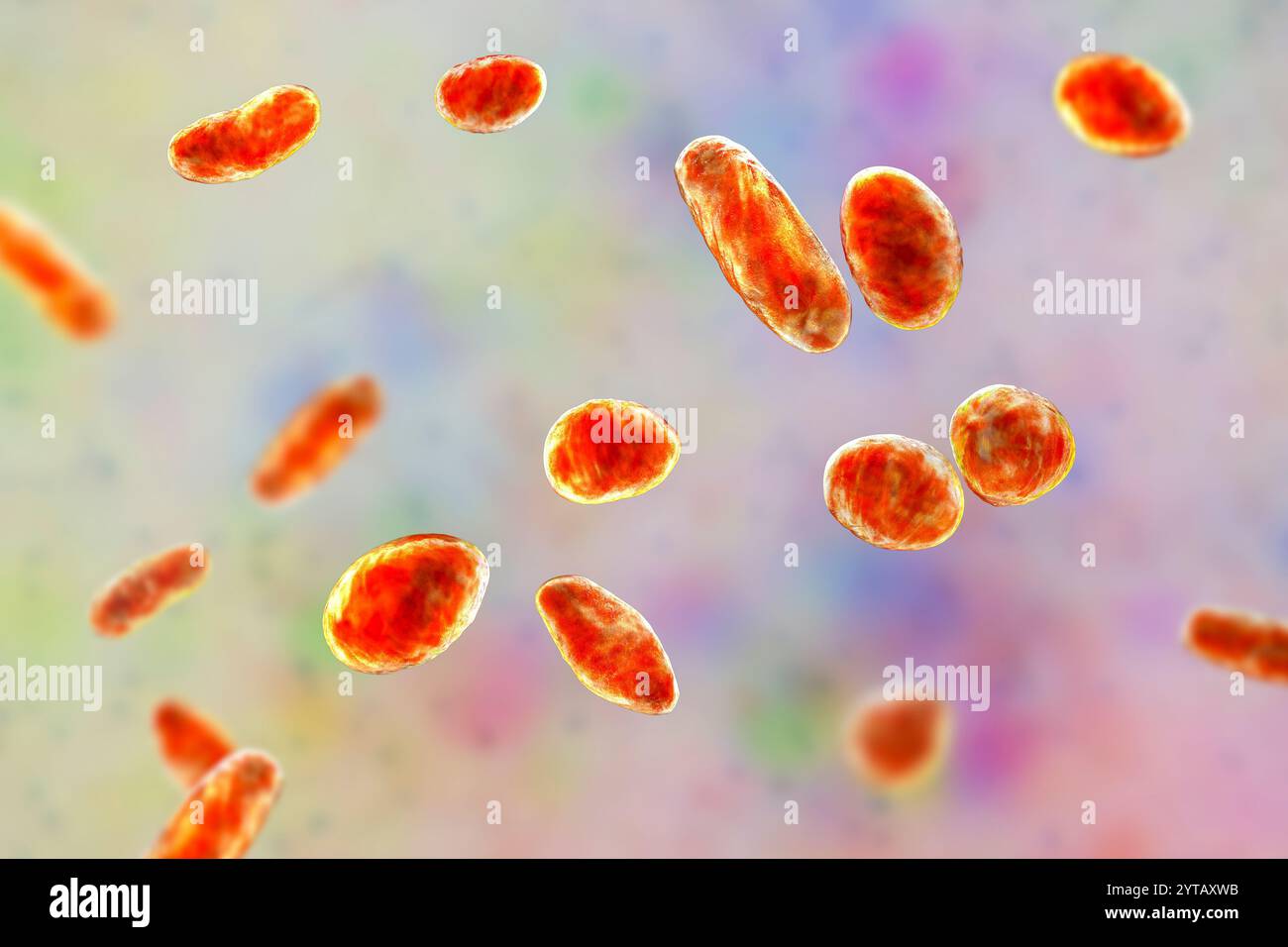 Rothia dentocariosa bacteria, computer illustration. This bacterium is ...