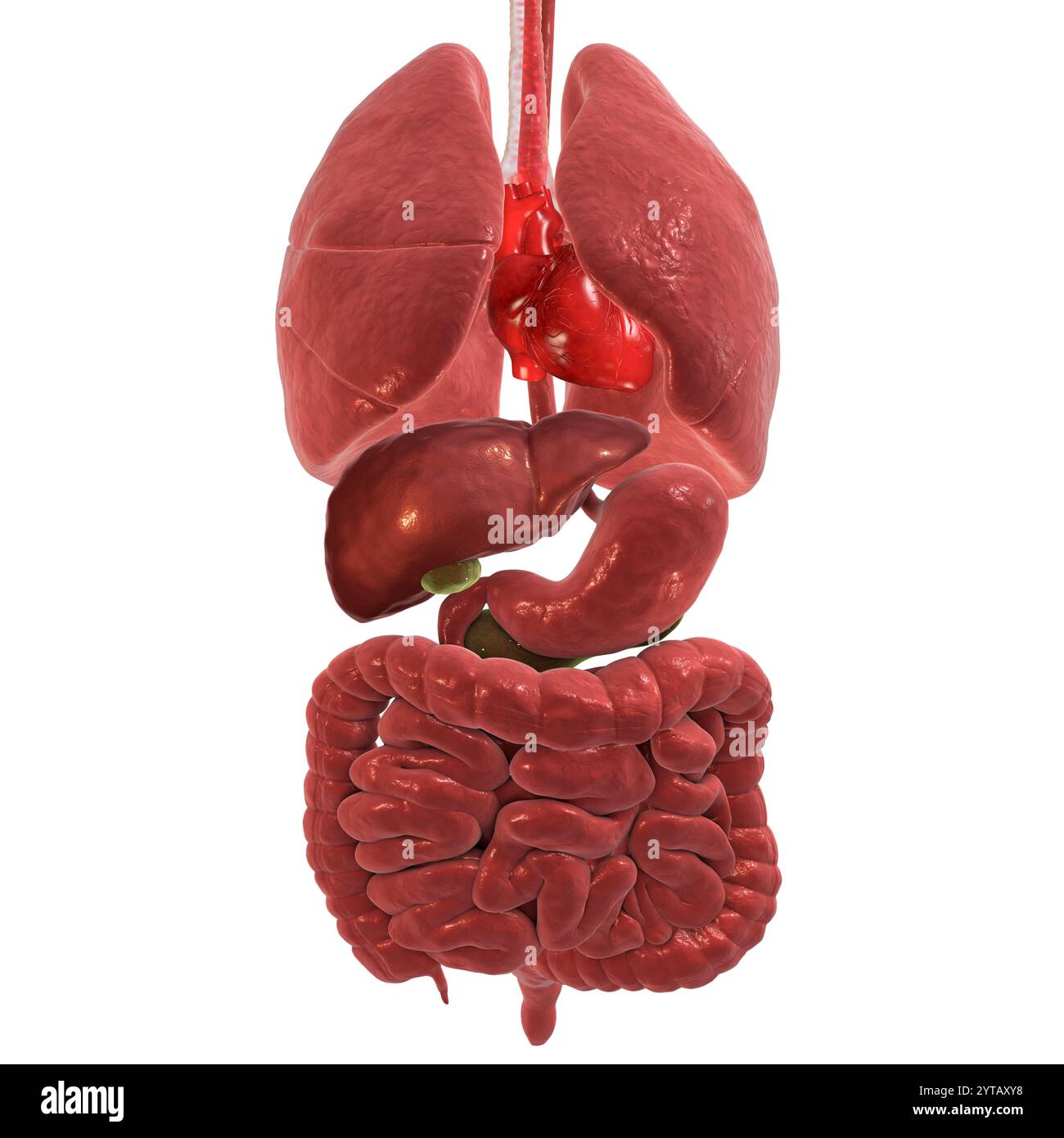 Computer illustration of human respiratory and digestive system anatomy ...