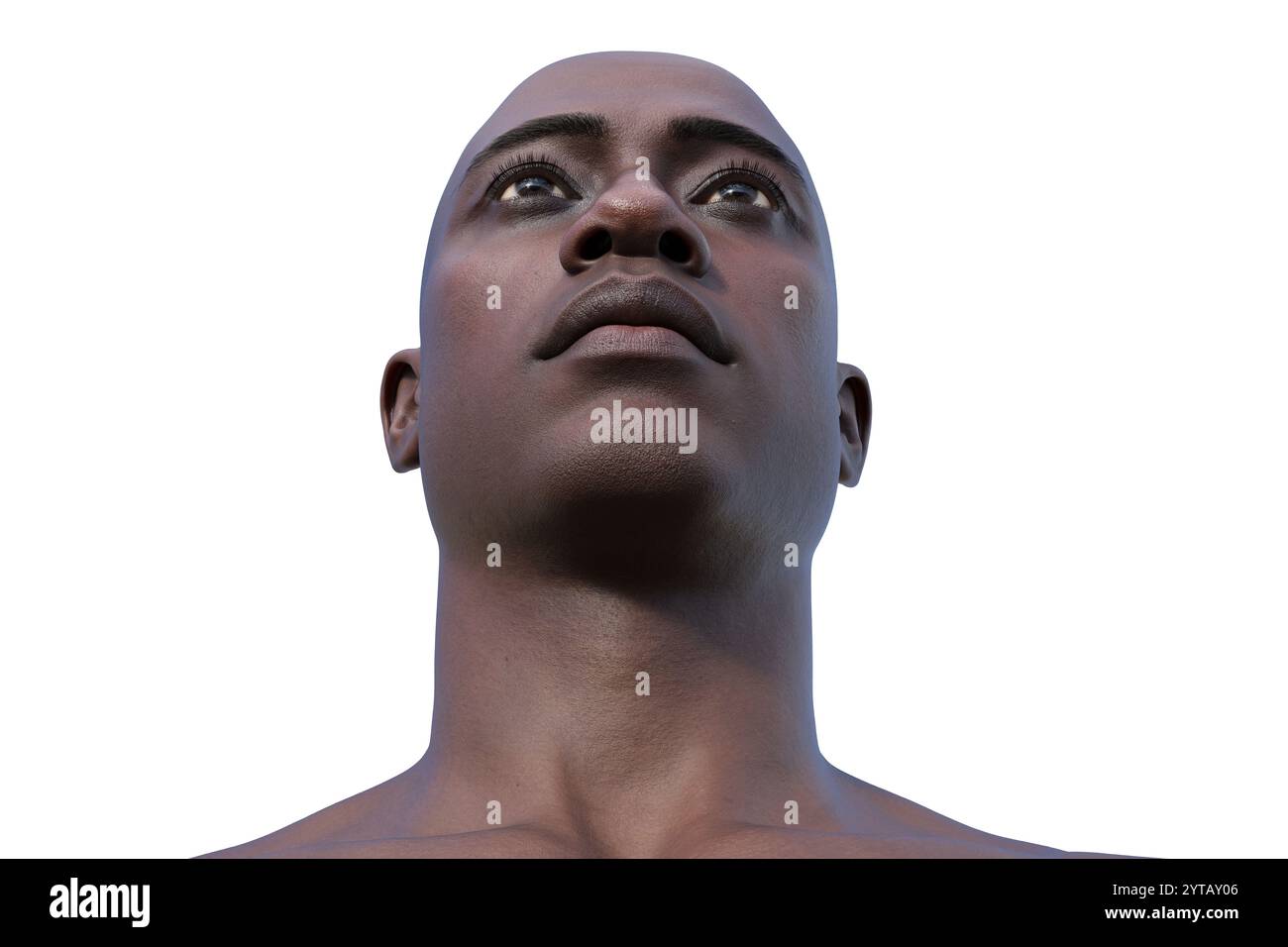 Computer illustration of a young man's hairless head from below Stock ...