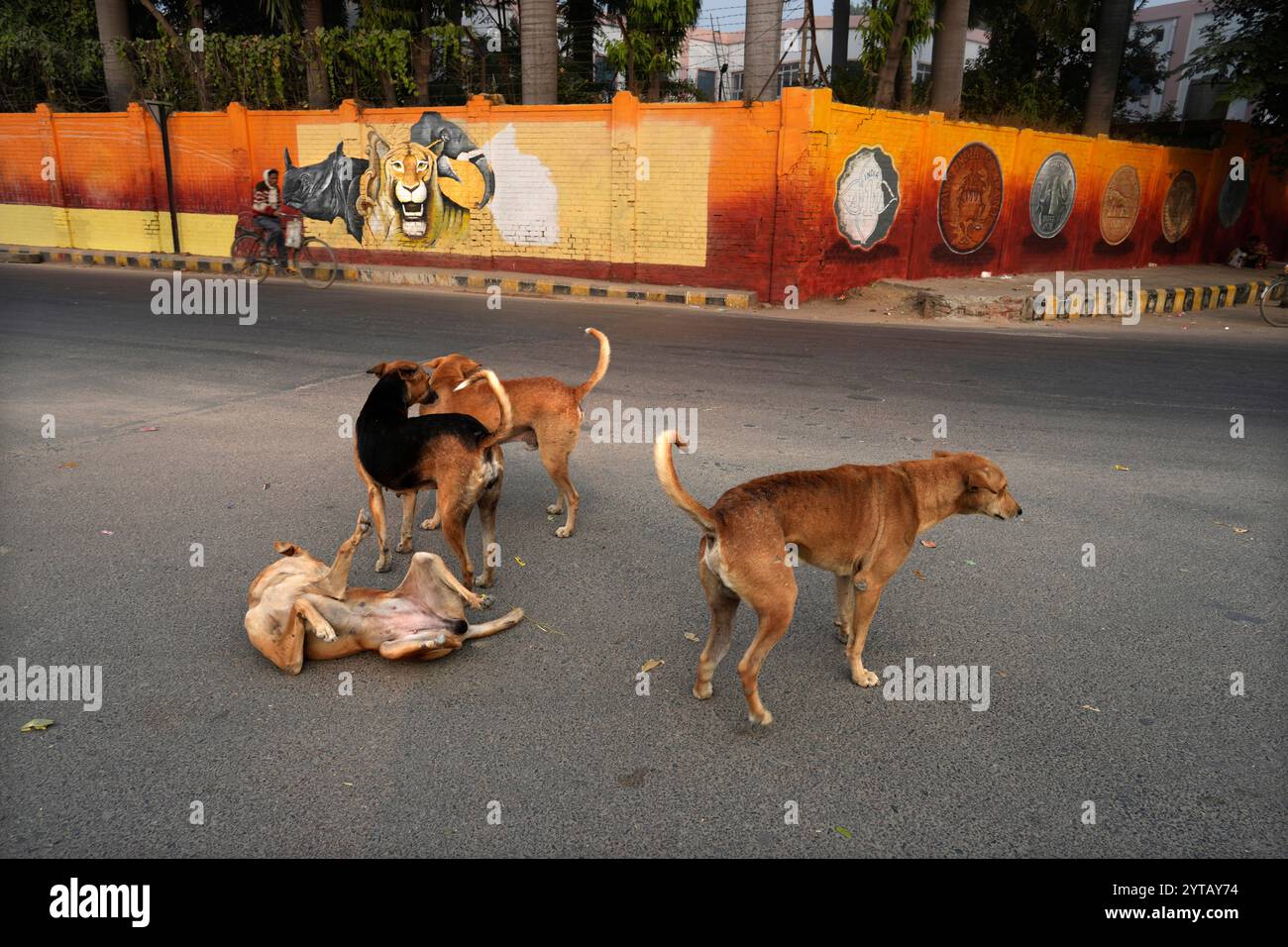 Stray dogs relax on a street next to a wall freshly painted as part of ...